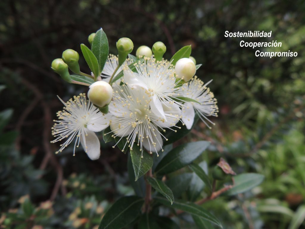 LA "NUEVA" RED ARRAYAN - Red Arrayan